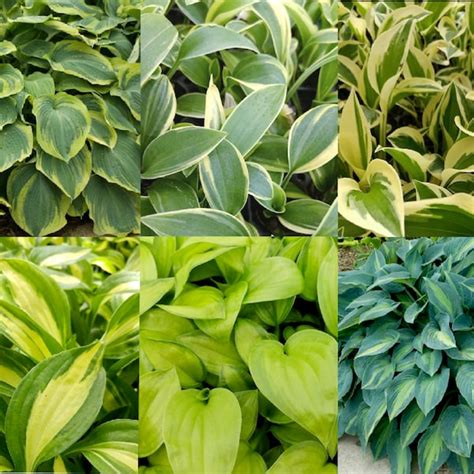 Hosta Etsy