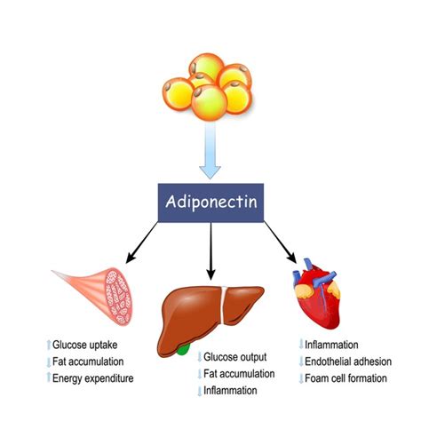 Adiponectin Over 27 Royalty Free Licensable Stock Vectors And Vector Art