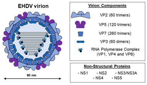 Epizootic Hemorrhagic Disease Virus Current Knowledge And Emerging