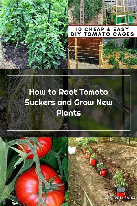 Tomato Plants How To Root Tomato Suckers And Grow New Plants