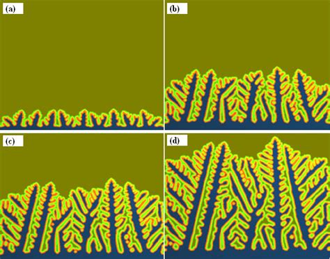 Phase Field Simulation Results Of Polycrystalline Directional Download Scientific Diagram