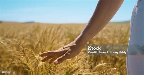 손 밀 식물 야외에서 자연 농장 및 목초지의 농업과 함께 텍사스의 시골에서 글루텐 잔디 및 식품의 성장 지속 가능성 및 영양을 위한 원예에 의한 외부 사람 25 29세에