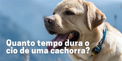 Duração do Cio nas Cadelas Entenda o Tempo e as Fases do Ciclo