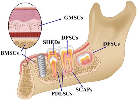 Stem Cells In Clinical Dentistry The Journal Of The American Dental