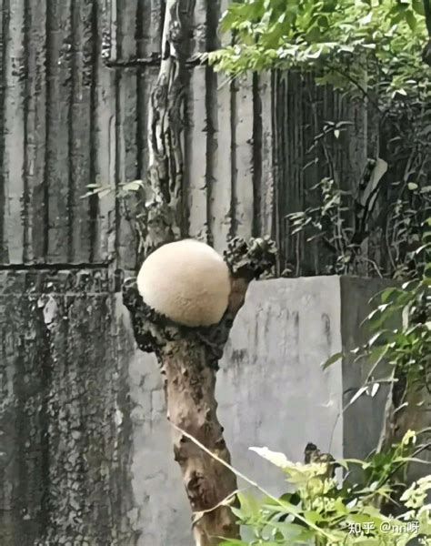 熊猫花花好像一团糯米团子好可爱😄 知乎