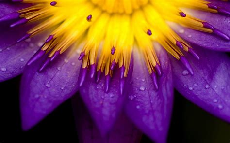 Yellow Purple Flower Theme Wallpaper Hd Wallpapers Rocks