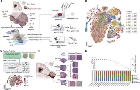 Cancer Cell （if 50 3） 空间多组学揭示胶质母细胞瘤中双向肿瘤 宿主相互依赖性 哔哩哔哩