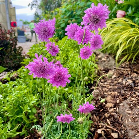 Scabiosa Flutter Rose Pink Knippel Garden Centre