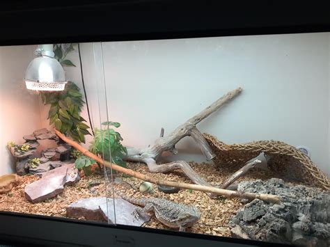 Shes All Grown Up Now D Rbeardeddragons