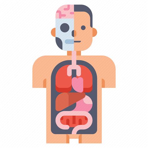 Human Body Anatomy Png Clipart Png Mart