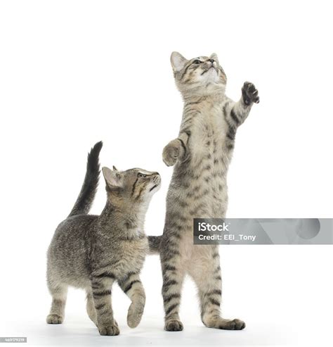 두 얼룩무늬고양이 Kittens 0명에 대한 스톡 사진 및 기타 이미지 0명 고양이 새끼 고양잇과 Istock