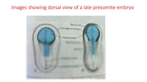 Solution Derivatives Of The Germ Layers Ppt Studypool
