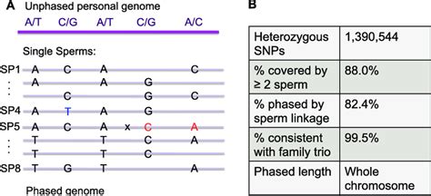 Principle Of Whole Genome Phasing Of An Individual Using The Snp