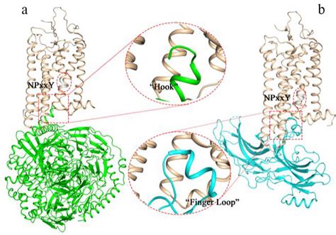 Gpcr G Proteinarrestin Contact Interfaces A Gpcr G Protein Complex