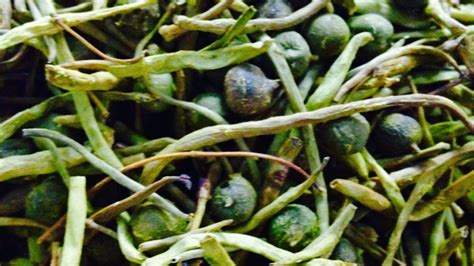 Sangri From The Khejri Tree A Climate Resilient Superfood Transforming