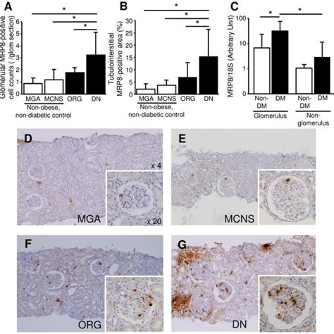 Bone Marrow Derived Macrophages Bmdm Were Stimulated With Recombinant