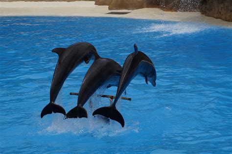 How Neurons Synchronize In Human Oscillating Systems