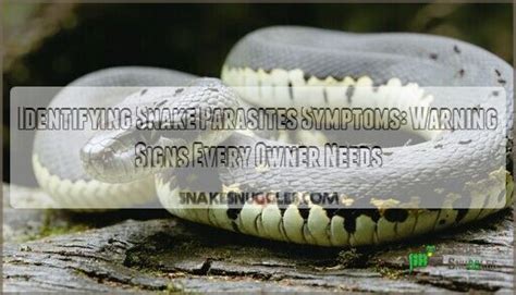 Identifying Snake Parasites Symptoms Warning Signs Every Owner Needs