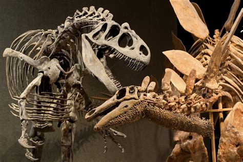 Fossils Colorado Geological Survey