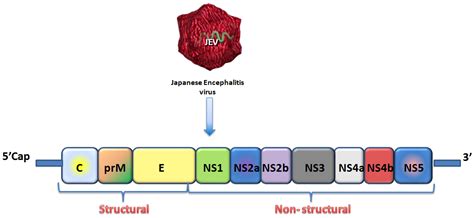 Japanese Encephalitis Virus The Complex Biology Of An Emerging