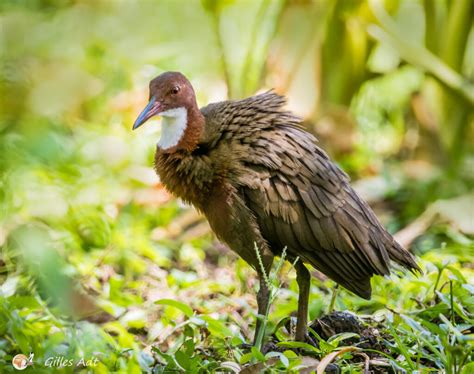 Loiseau Du Mois Le R Le De Cuvier Gepomay Groupe D Etudes Et De
