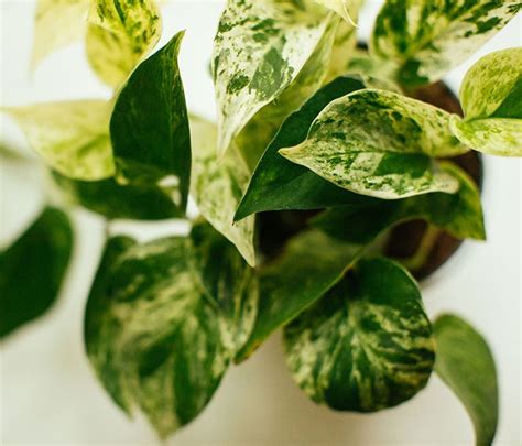 Plantas De Interior Que Crecen Muy Bien En Espacios Con Poca Luz Foto