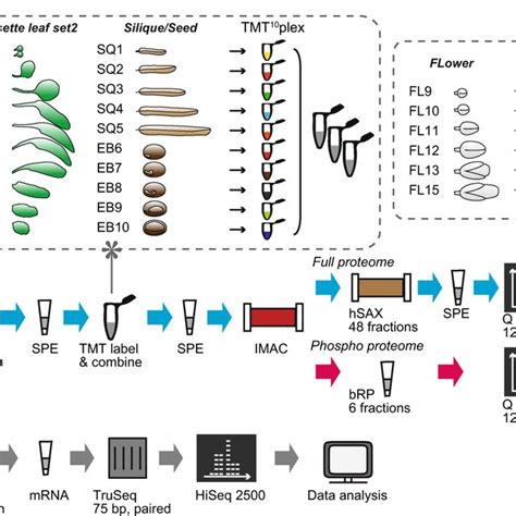 Sample Description And Experimental Workflow A Selected Tissue
