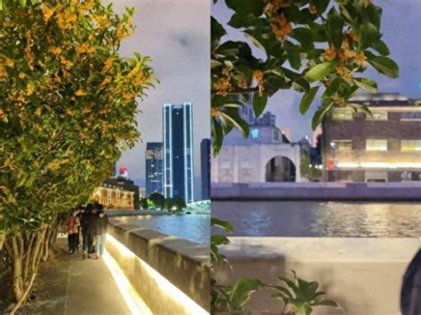 深呼吸~闻着桂花香，开启一场苏河湾秋日city Walk吧！上海街花色四季