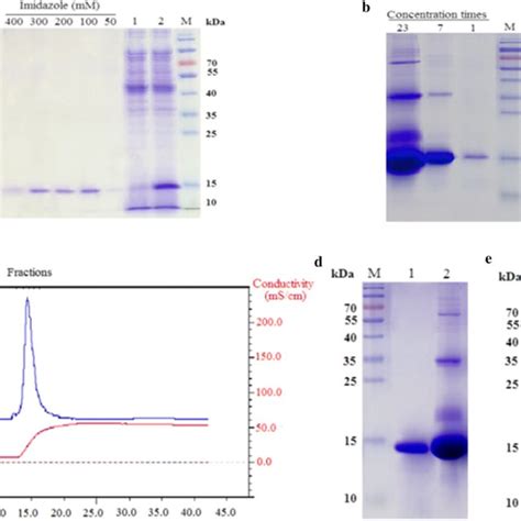 purification of rhta a purification of rhta by ni⁺ nta chromatography