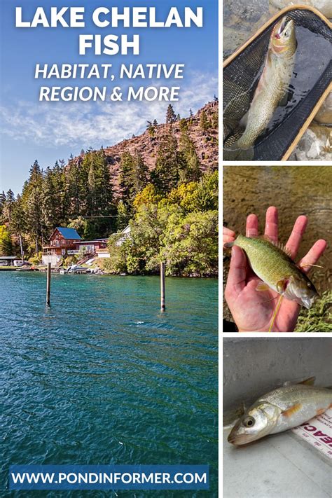 List Of Lake Mendota Fish Species 2023 Fishable Non Artofit