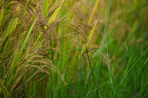 Paddy Grass Food Free Photo On Pixabay Pixabay