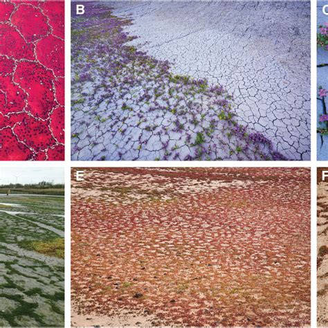 Examples Of Cracking Patterns In Different Ecosystems A Cracking
