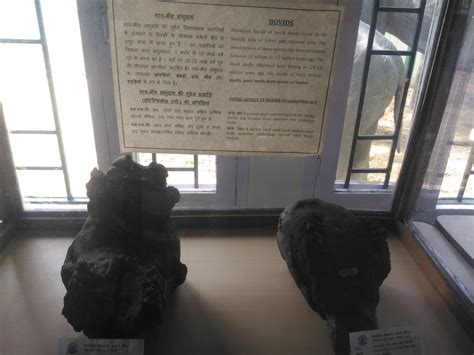 Shivalik Fossil Park Travel Bug Vishal