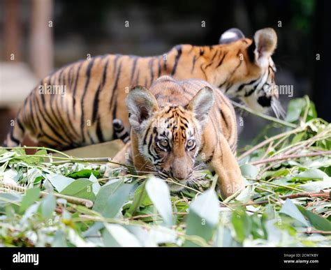 Guangzhou Chinas Guangdong Province 28th Sep 2020 Twin Cubs Of