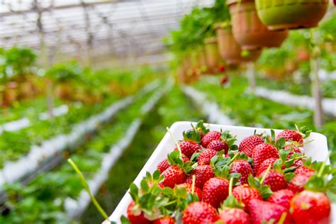 Hình ảnh Thực Vật Cánh đồng Nông Trại Trái Cây Quả Mọng Hoa Món