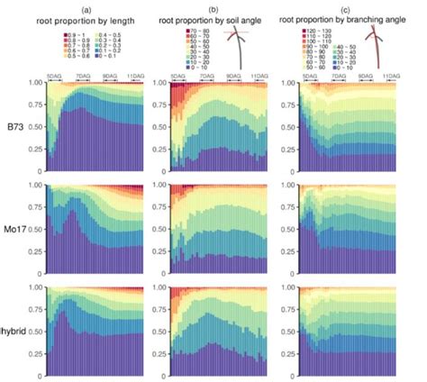 Three Dimensional Time Lapse Analysis Of Maize Root System Archictecture Plant Cell Plantae