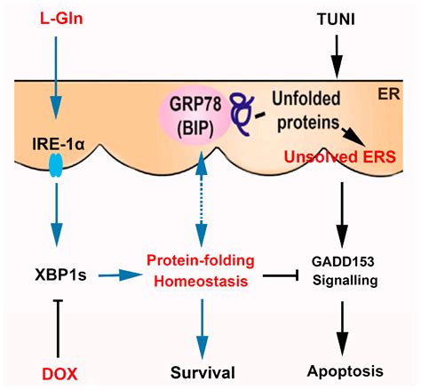 Ijms Free Full Text L Glutamine Attenuates Apoptosis Induced By