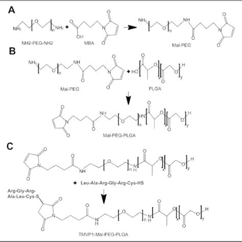 synthesis of tmvp1 modified peg plga a the synthetic of mal peg b