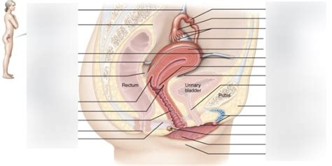 Female Reproductive Diagram Quizlet
