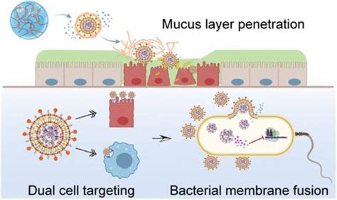 用于沙门氏菌肠道感染组织 细胞 细菌靶向治疗的精确引导 特洛伊木马”acs Nano X Mol