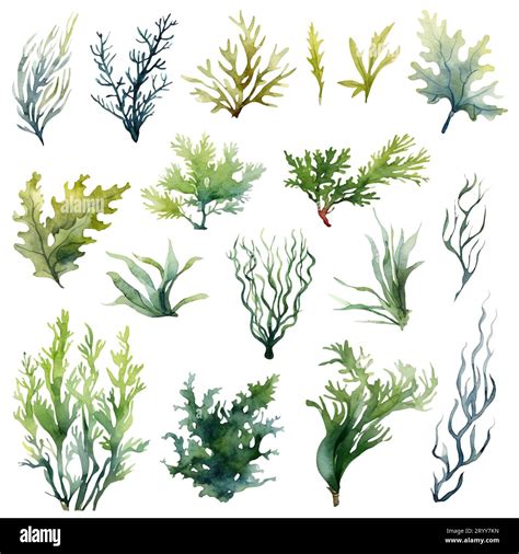 Seaweed Underwater Plants Green Laminaria Watercolor Illustartion