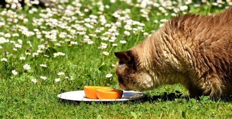 Les odeurs que les chats aiment et celles qu ils détestent