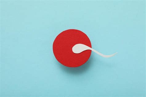 Premium Photo Fertilization Concept Ovulation Period Sperm And Egg