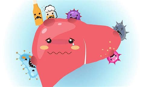 Hyra Gan Cho Ra Lá Gan Khỏe Mạnh Và Hoạt động Hiệu Quả Nhất