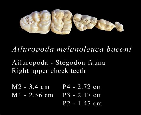 Panda Upper Cheek Teeth Mammals The Fossil Forum