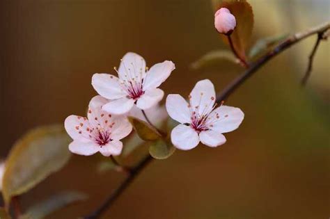 梅花 花瓣 粉红色花朵 春天 植物学 开花 高图网 免费无版权高清图片下载