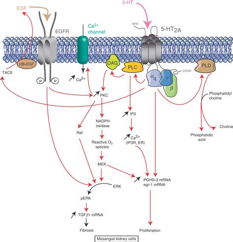 Serotonergic Signaling Multiple Effectors And Pleiotropic Effects