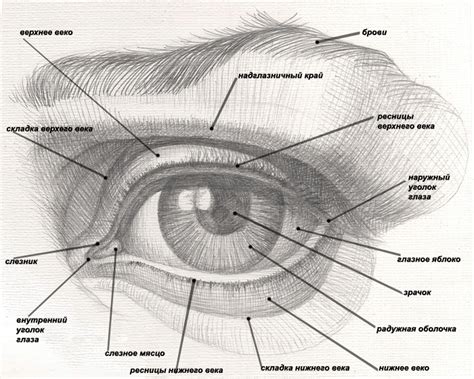 Drawing Heads Eye Drawing Figure Drawing Drawing Lessons Drawing