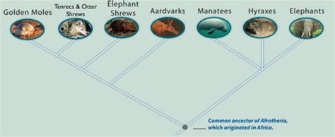 Module 5 Afrotheria And Xenarthra Ecology Training Uk