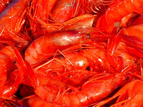 Free Images Sea Food Produce Fish Eat Shellfish Delicious